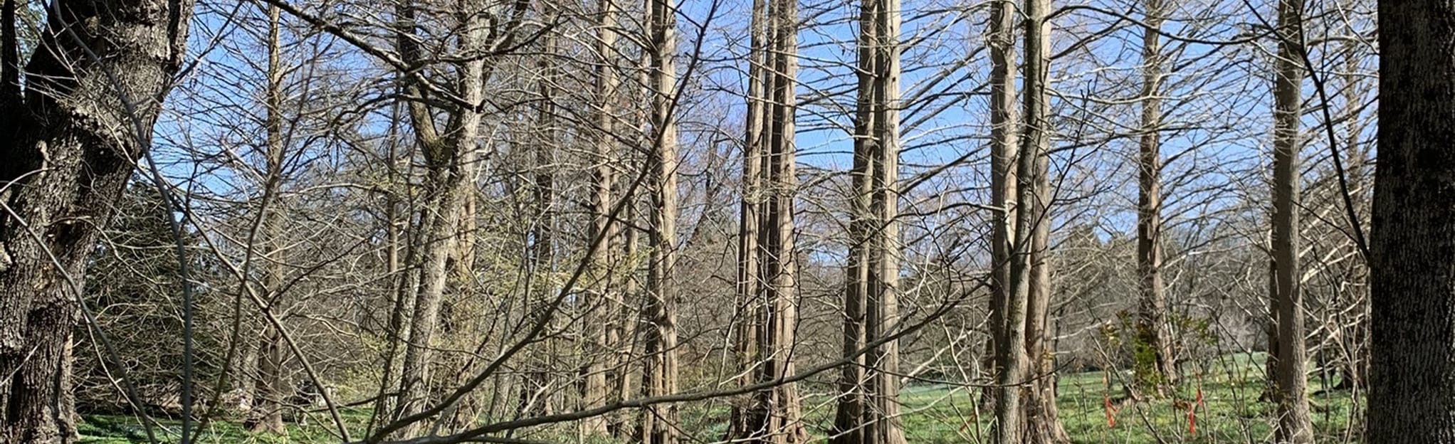 Morris Arboretum Loop, Pennsylvania - 75 Reviews, Map | AllTrails