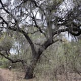 Government Canyon Loop, Texas - 68 Reviews, Map | AllTrails