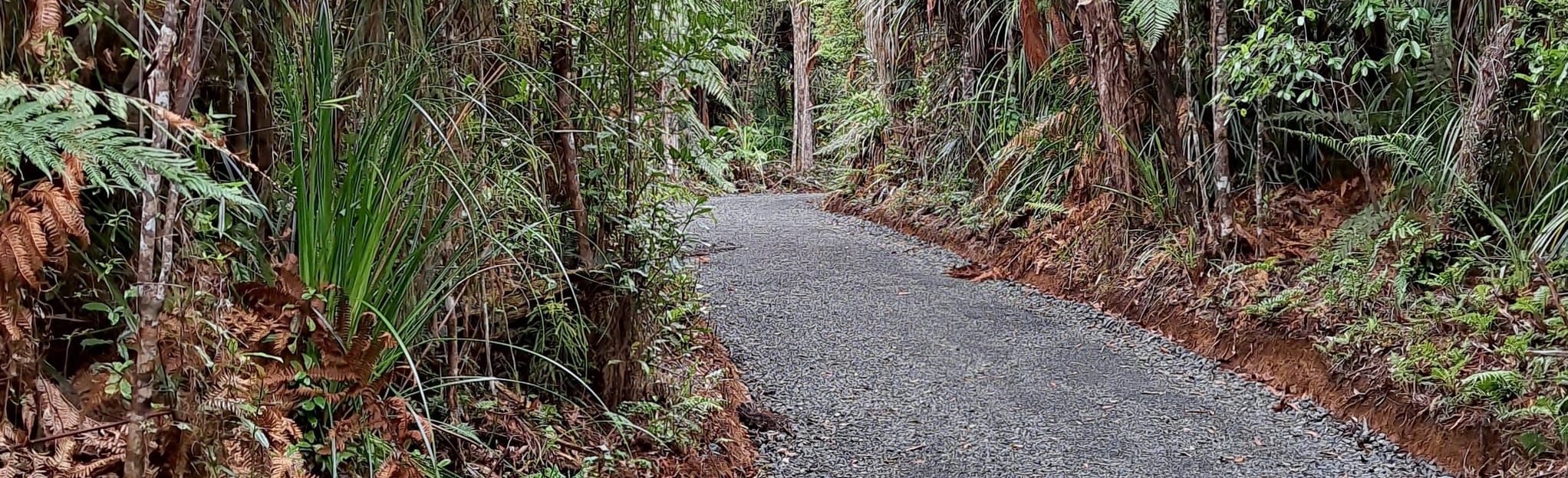 Cutty Grass Track, Auckland, New Zealand - 38 Reviews, Map | AllTrails