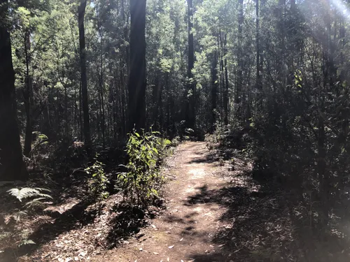 Best Waterfall Trails in Kinglake National Park | AllTrails