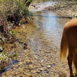 Kaintuck Hollow Acorn Section Trail, Missouri - 141 Reviews, Map ...