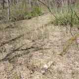 Kaintuck Hollow Acorn Section Trail, Missouri - 141 Reviews, Map ...