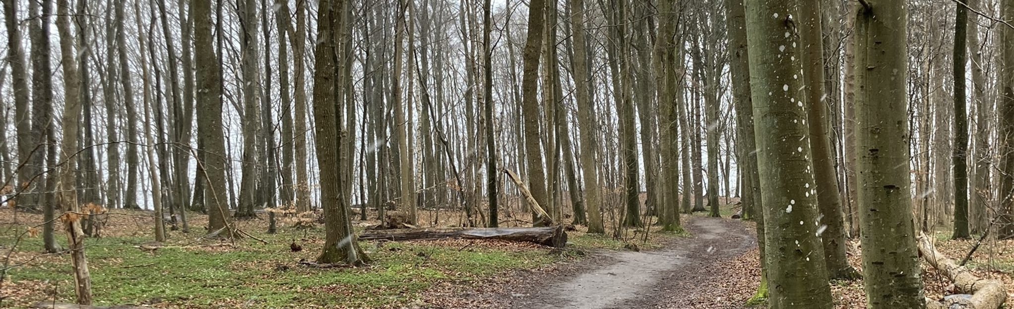 Fløjstrup Skov - Fløjstrup Strand: 8 Reviews, Map - Central Denmark ...