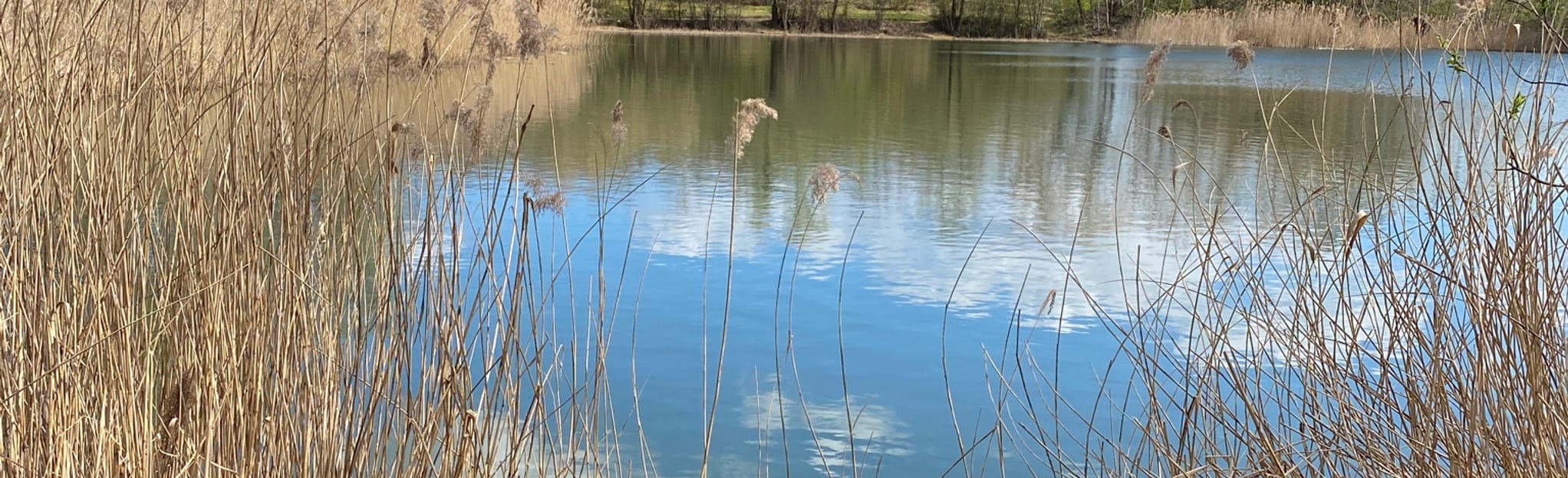 Bedfont Lakes Country Park Circular: 35 Fotos - Surrey, England | AllTrails