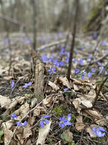 Best Hikes and Trails in Polesian National Park | AllTrails