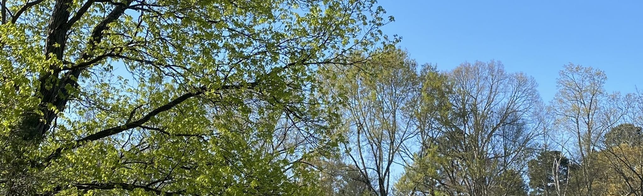 Chestnut Square Park Loop | Map, Guide - North Carolina | AllTrails