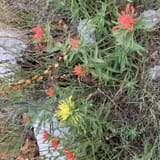 Arroyo Seco Trail, California - 181 Reviews, Map | AllTrails