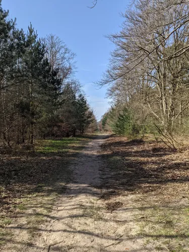 Best Trail Running Trails in Brandon Country Park | AllTrails