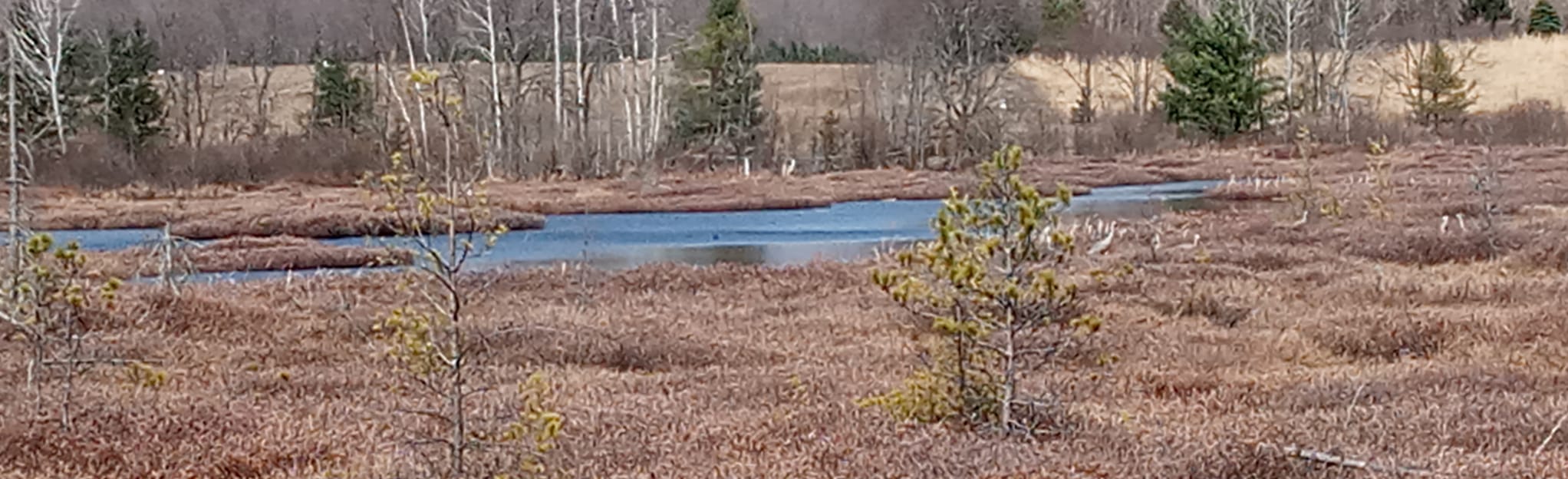 Waldron Fen Nature Preserve Loop: 21 foto's - Michigan | Wandelen ...