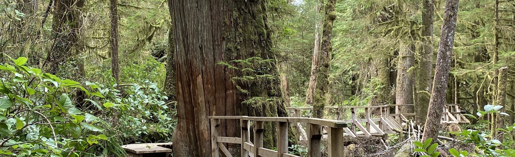 Rainforest Trail: A and B, British Columbia, Canada - 576 Reviews, Map ...