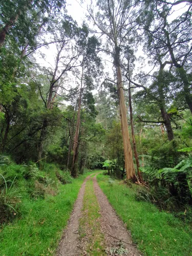10 Best Trails and Hikes in Apollo Bay | AllTrails