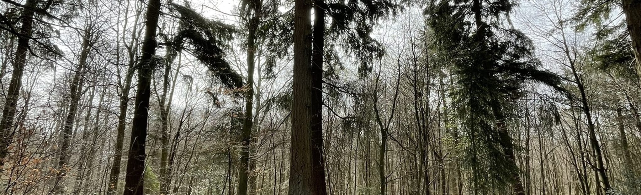 Rushmoor Path and Middle Way Circuit, Buckinghamshire, England - 49 ...