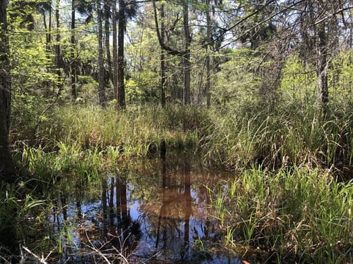 Best Hikes and Trails in Econfina River State Park | AllTrails