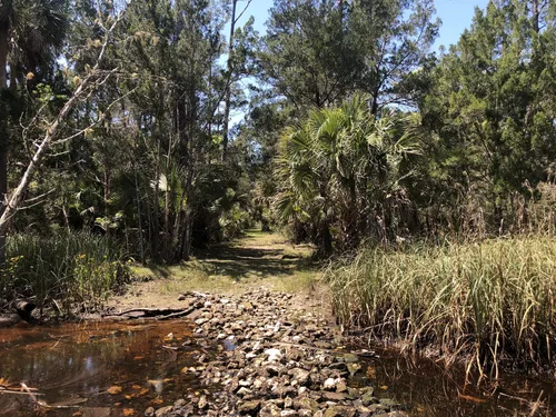 Best Hikes and Trails in Econfina River State Park | AllTrails