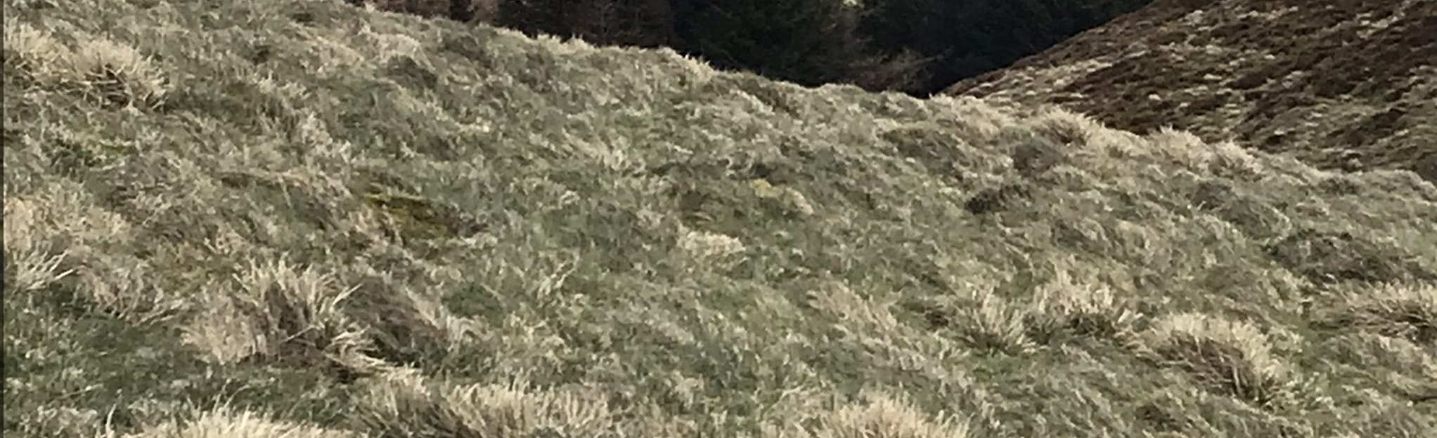 Loch Glow Reservoir, Fife, Scotland - 14 Reviews, Map | AllTrails