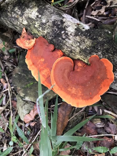 Best Hikes and Trails in Groendal Wilderness Area | AllTrails