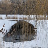 Angrignon Park Loop, Quebec, Canada - 82 Reviews, Map | AllTrails