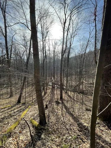 10 Best Hikes and Trails in Forbes State Forest | AllTrails