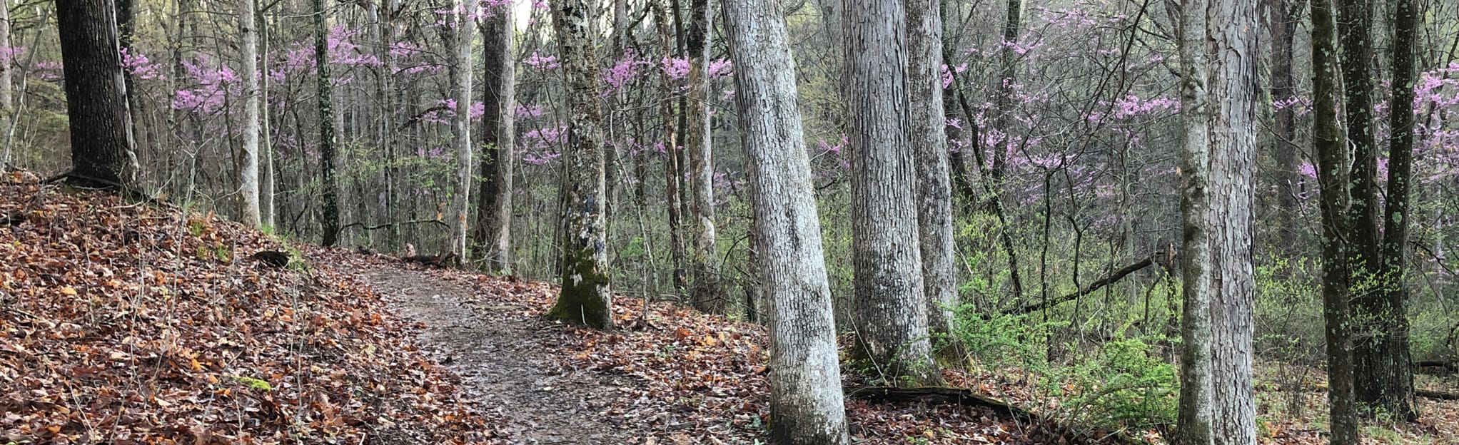 Holler Collar and Doanville School Trail: 12 Reviews, Map - Ohio ...
