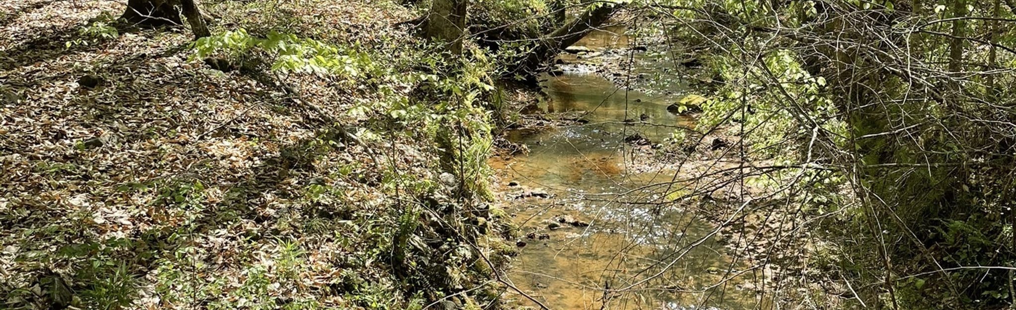 Parsons Mountain OHV Trail: 22 Reviews, Map - South Carolina | AllTrails