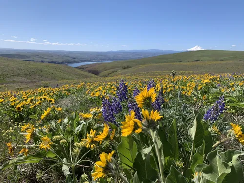Best Hikes and Trails in Columbia Hills Historical State Park | AllTrails