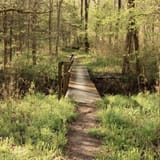 North Sylamore Creek Trail, Arkansas - 231 Reviews, Map | AllTrails