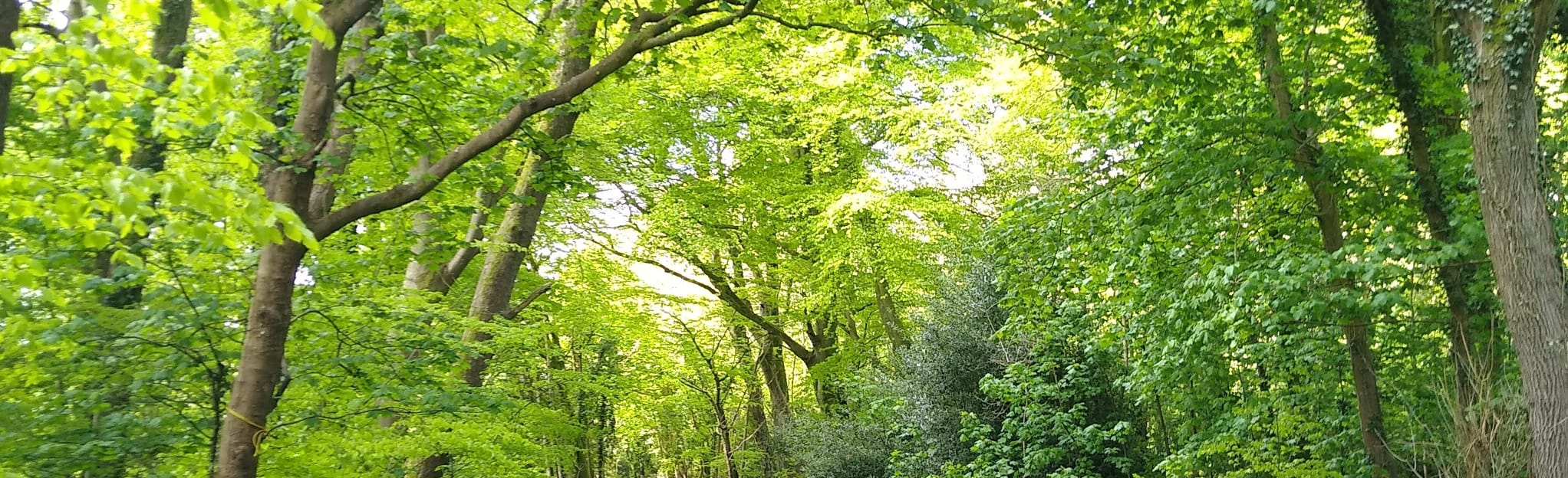 Berwick St. John Circular, Dorset, England - 28 Reviews, Map | AllTrails