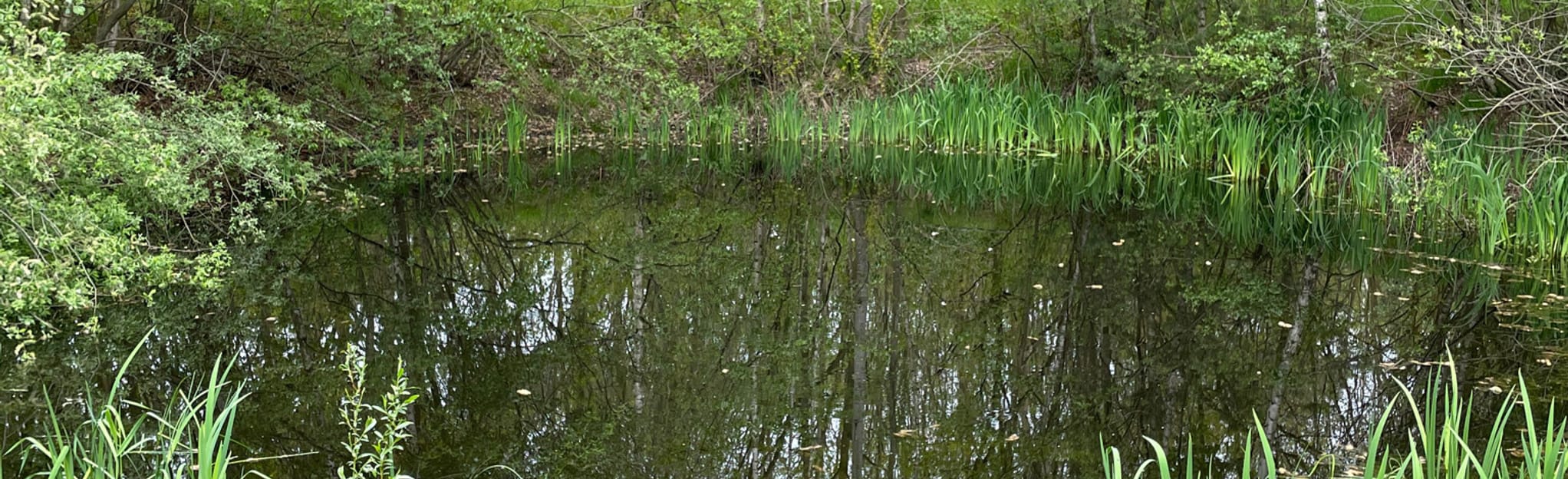 Natuurcentrum De Maashorst Rode Wandelroute Breuken en Beken: 51 fotos ...