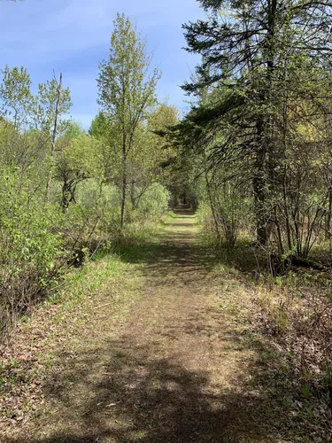 Best Forest Trails in Pine Grove Forest | AllTrails