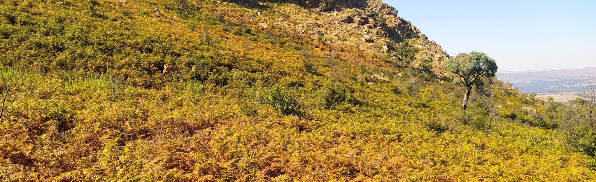 Red Gully MCSA: 3 foto's - Gauteng, Zuid-Afrika | Wandelen - AllTrails