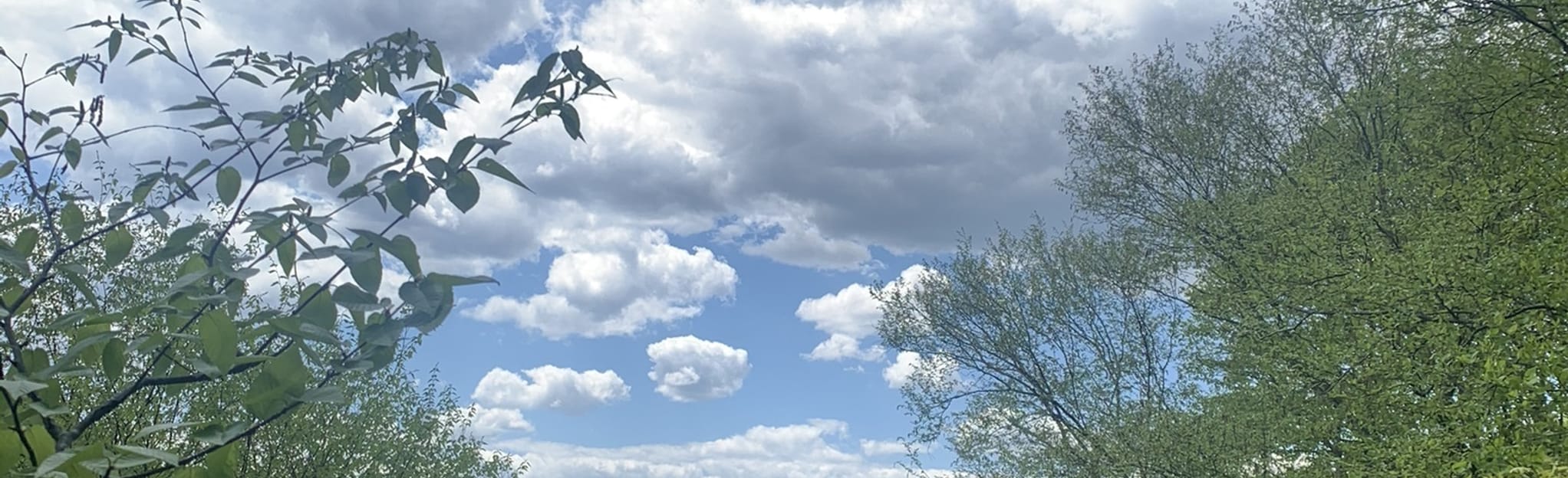 Bear Run Black Loop: 90 Reviews, Map - Pennsylvania | AllTrails