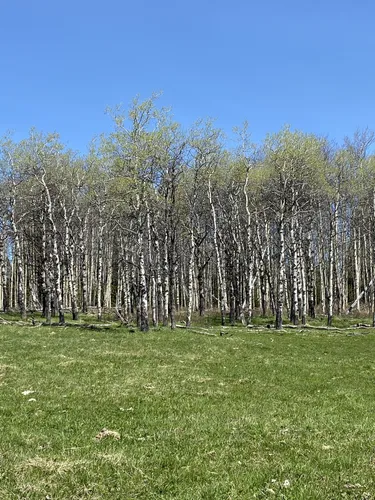 Best Walking Trails in Logan Lake | AllTrails