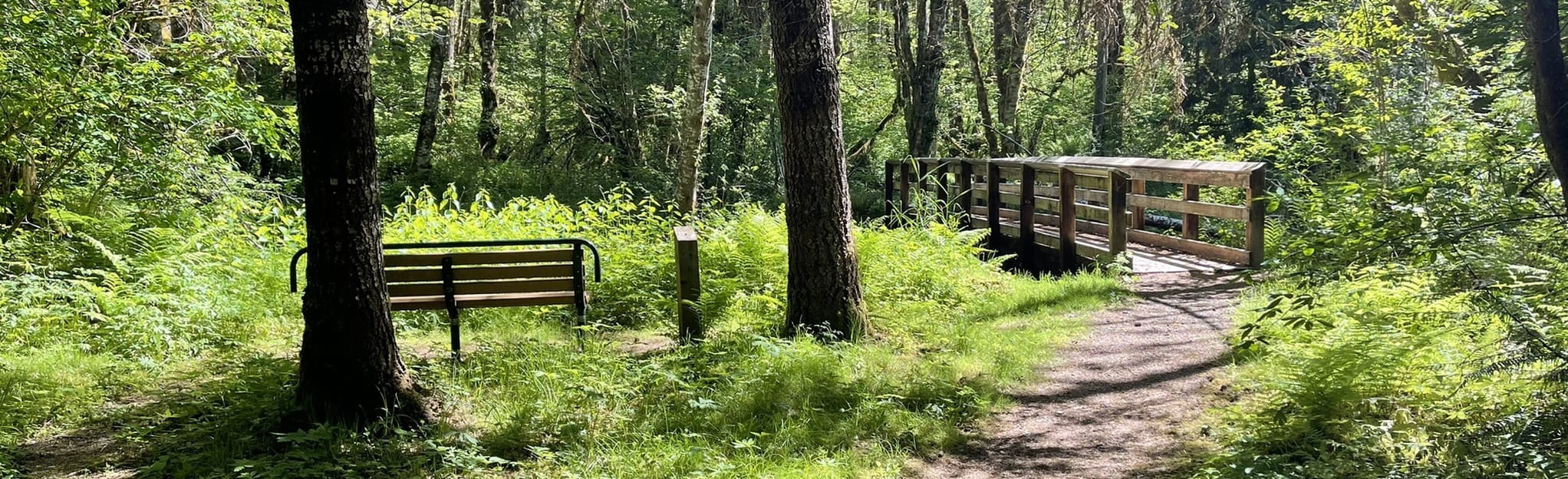 Oldgrowth Loop Trail, Washington - 62 Reviews, Map | AllTrails