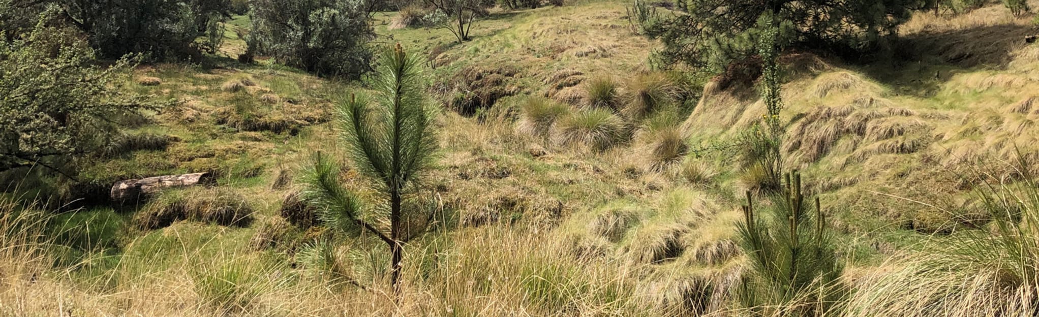 Parque Ecoturístico Dos Aguas - México, Mexico | AllTrails