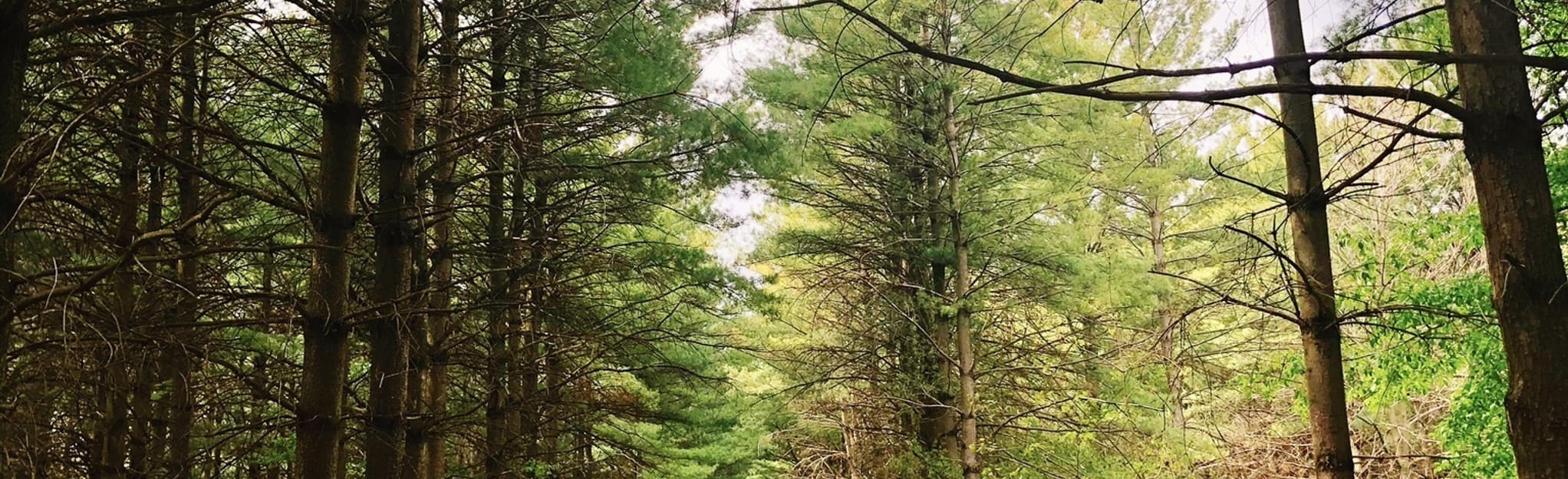 Wildwood Conservation Area: Red Trail: 104 Reviews, Map - Ontario ...