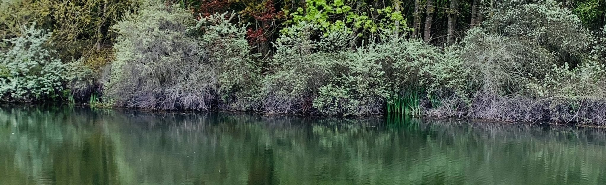 Teversal, Silverhill Wood, and Pleasley Pit: 114 foto - Nottinghamshire ...