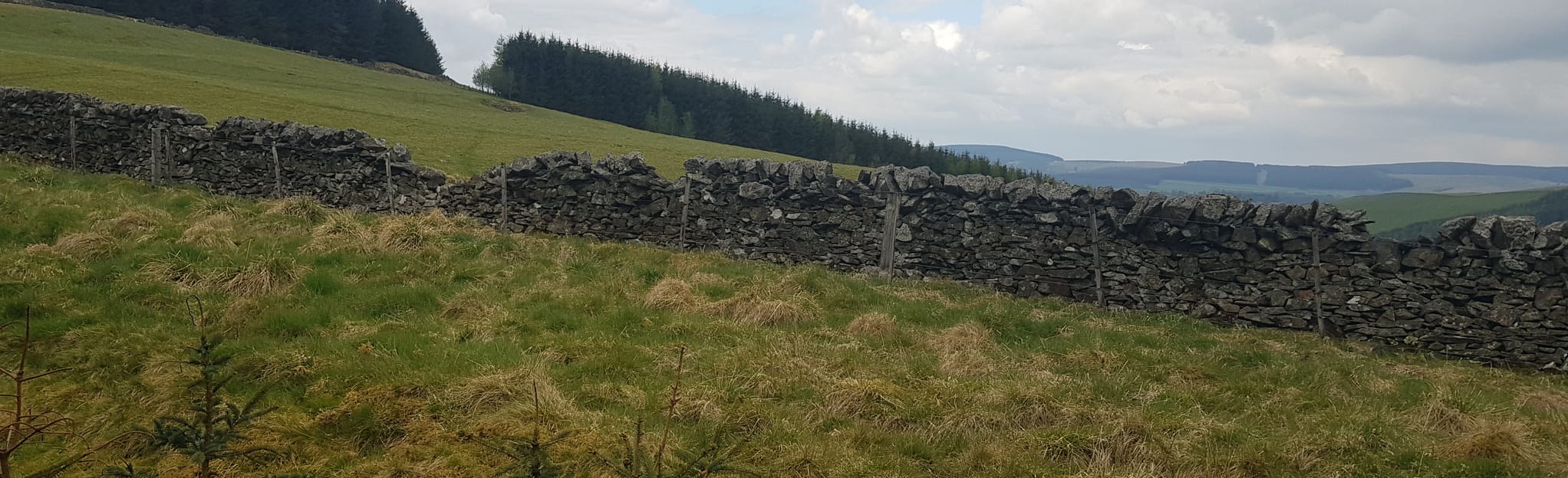 Soonhope Burn and Venlaw Loop: 32 Reviews, Map - Scottish Borders ...