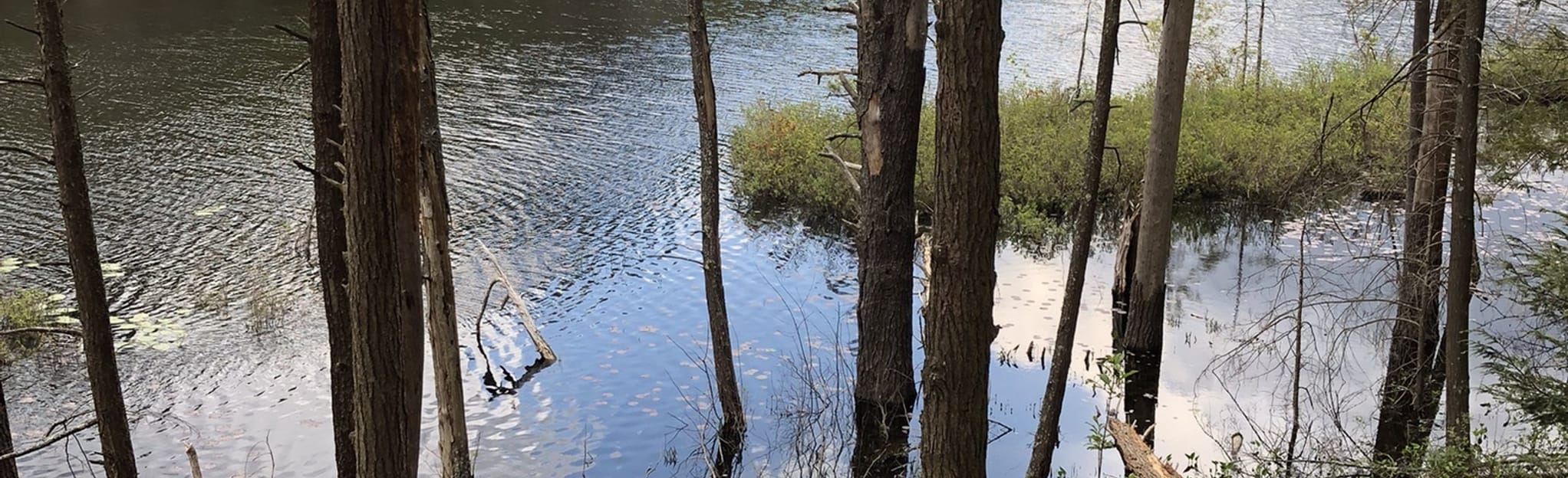 Bald Hill South Loop, Massachusetts - 94 Reviews, Map | AllTrails