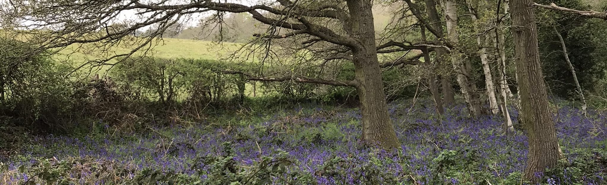 Far Forest Circular: 2 Fotos - Worcestershire, England | AllTrails