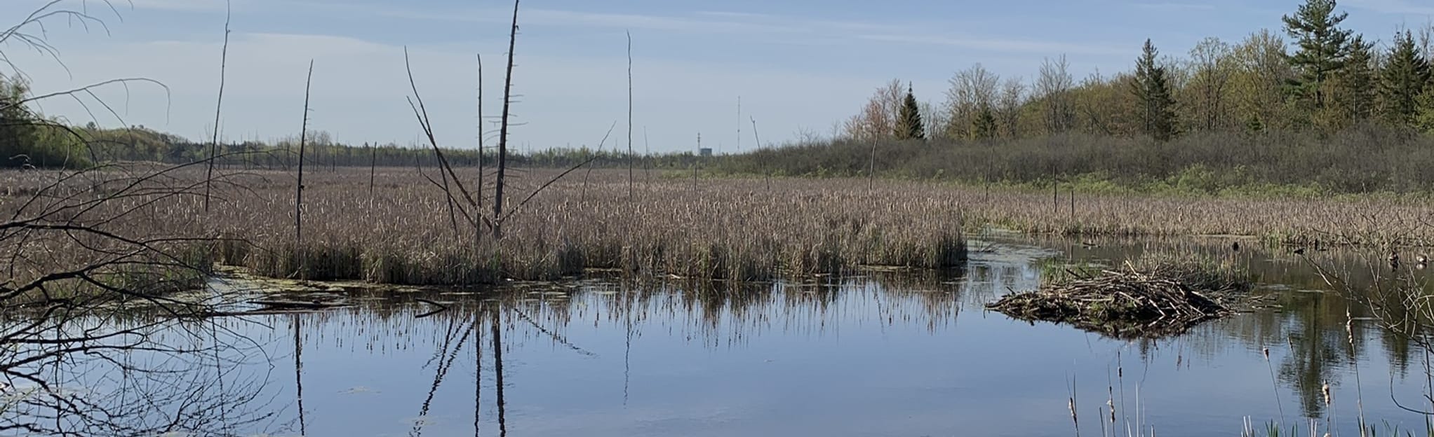 Beaver Trail and Chipmunk Trail: 369 foto - Ontario, Canada | AllTrails
