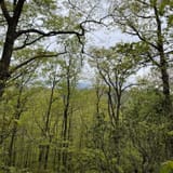 Powell Mountain Trail, Virginia - 98 Reviews, Map | AllTrails