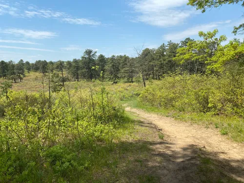 10 Best Hikes and Trails in Albany Pine Bush Preserve | AllTrails