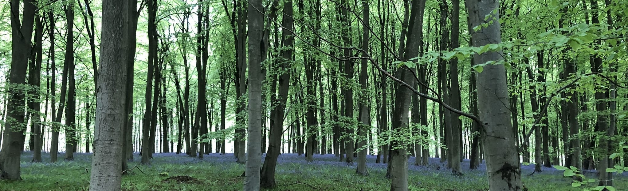 Challock, Boughton Aluph and King's Wood Circular: 49 Reviews, 155 ...