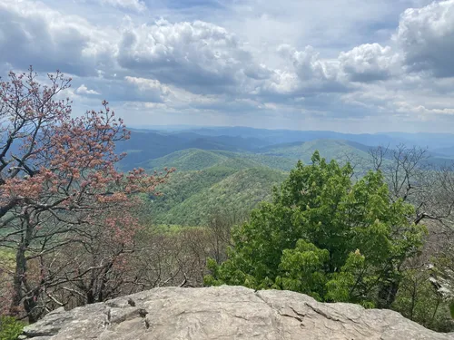 10 Best Hikes and Trails in Chestatee Wildlife Management Area | AllTrails