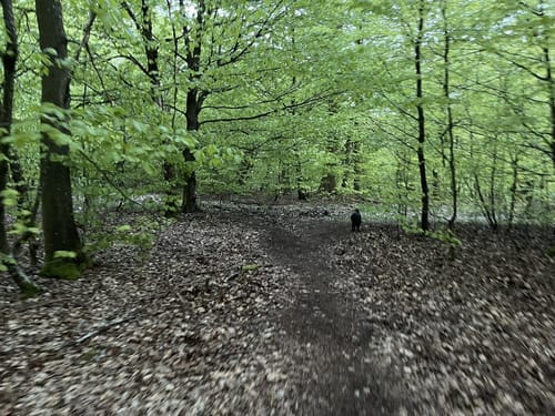 2023 Best 10 Walking Trails in Haute-Sûre Forêt d'Anlier Nature Park ...
