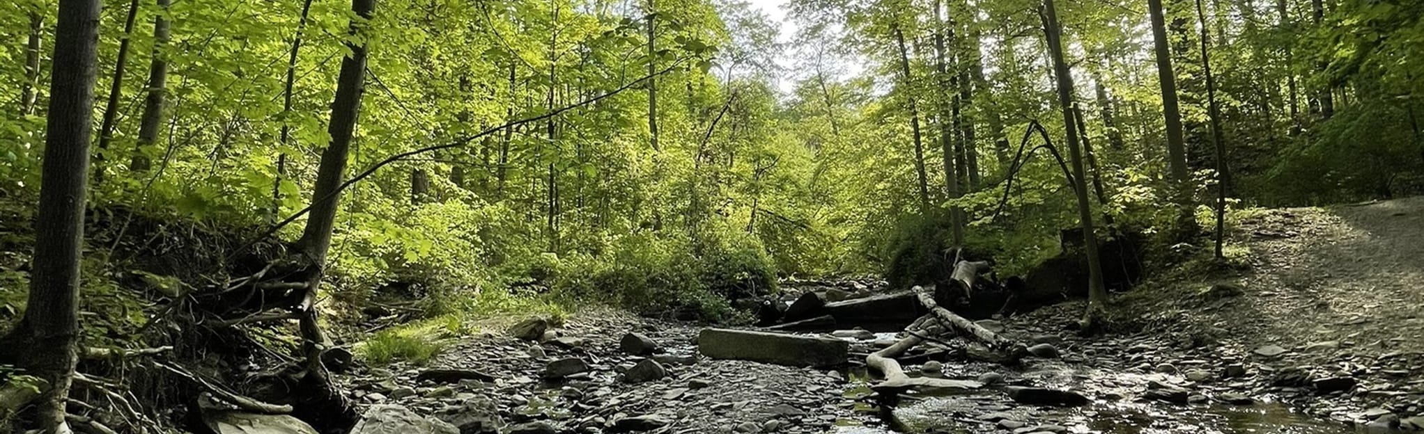Sulphur Springs Loop and Bridle Trail, Ohio - 316 Reviews, Map | AllTrails