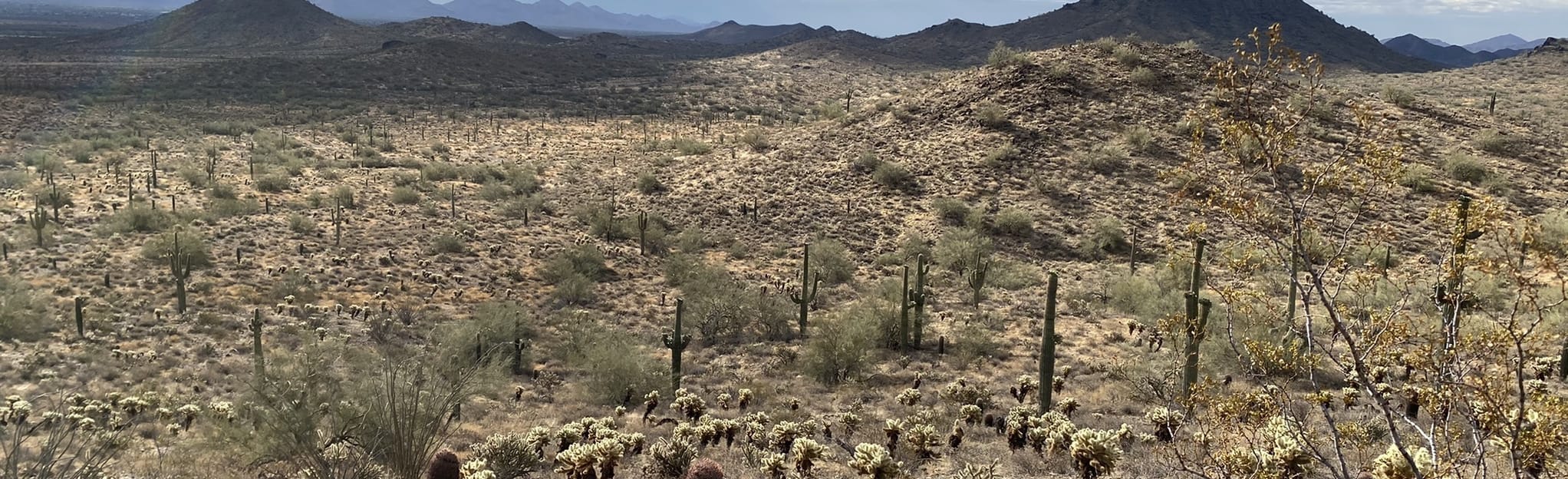 Dixie Mountain Loop with Two Summits, Arizona - 898 Reviews, Map ...