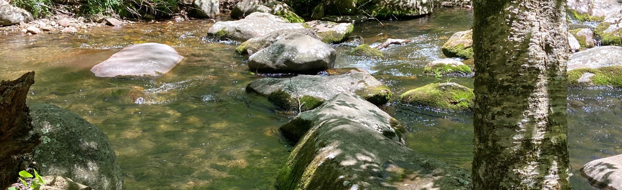 Nicholson Hollow to Corbin Cabin - Virginia | AllTrails