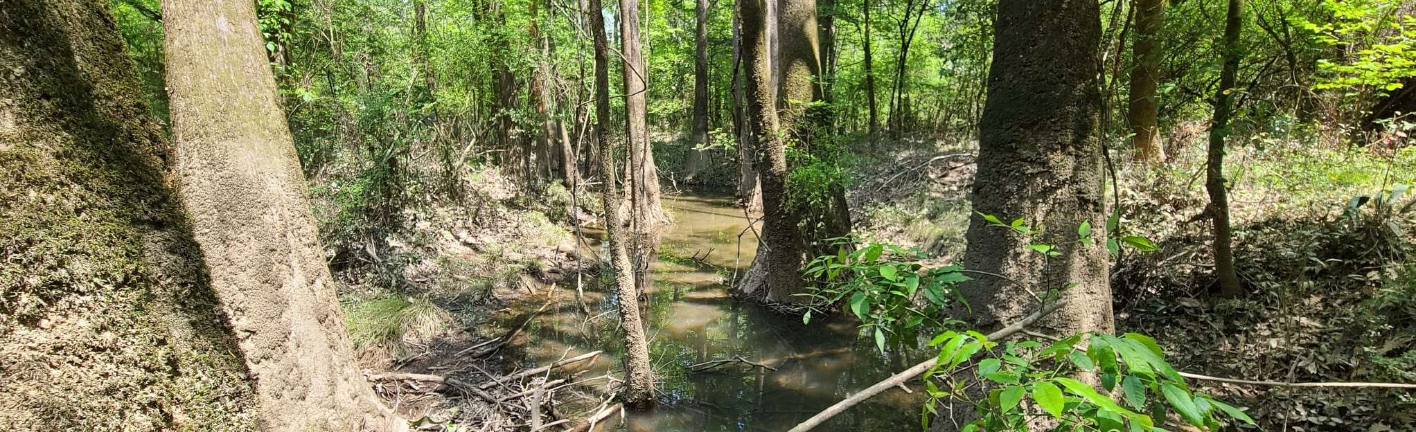 Hardwood Forest Loop Trail, Louisiana - 232 Reviews, Map | AllTrails