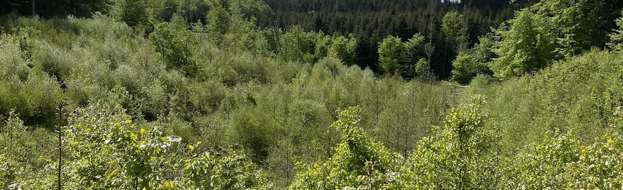 Mortenstrup Skov, Region Zealand, Denmark - 4 Reviews, Map | AllTrails